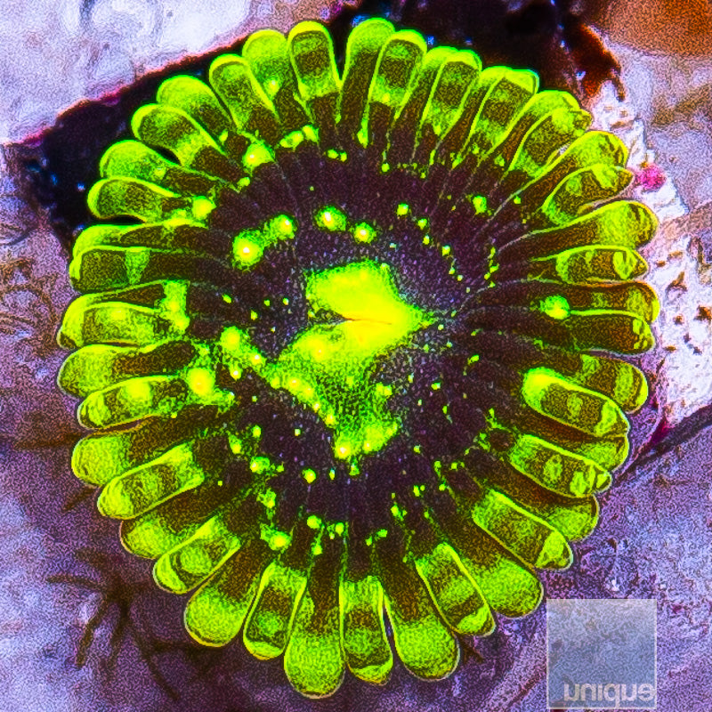 Exosphere Zoanthid- Stock Frag 3 Polyp – UniqueCorals