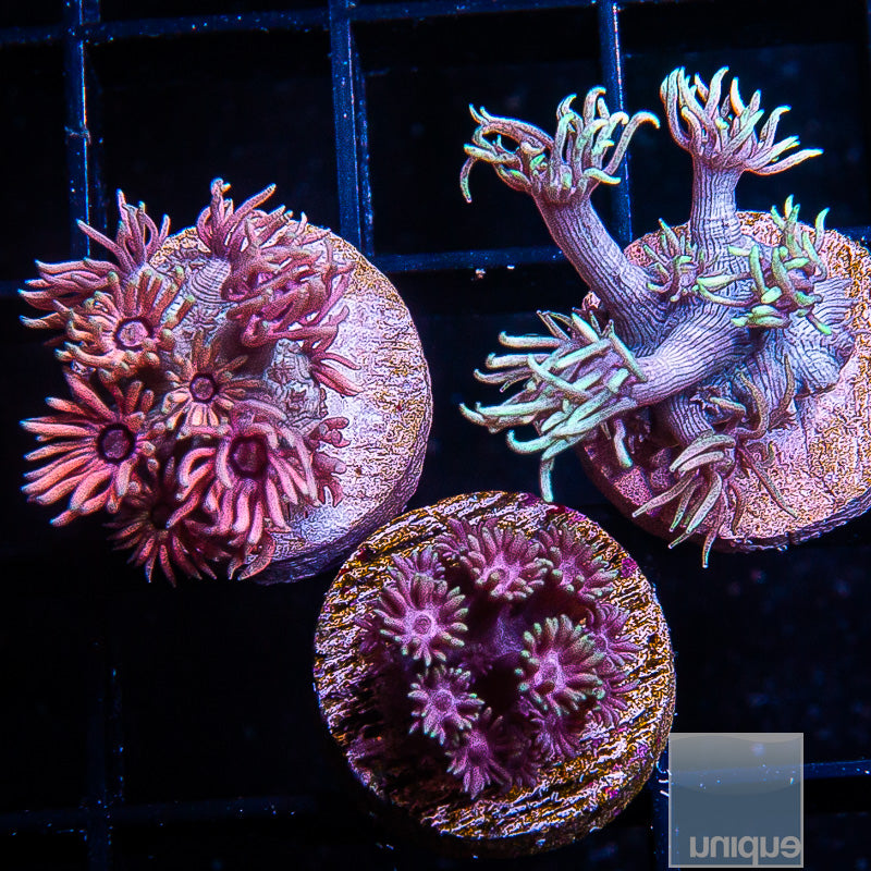 Frag Packs – UniqueCorals