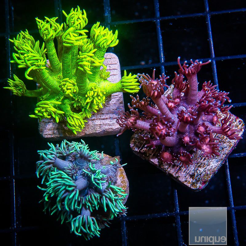 Frag Packs – UniqueCorals