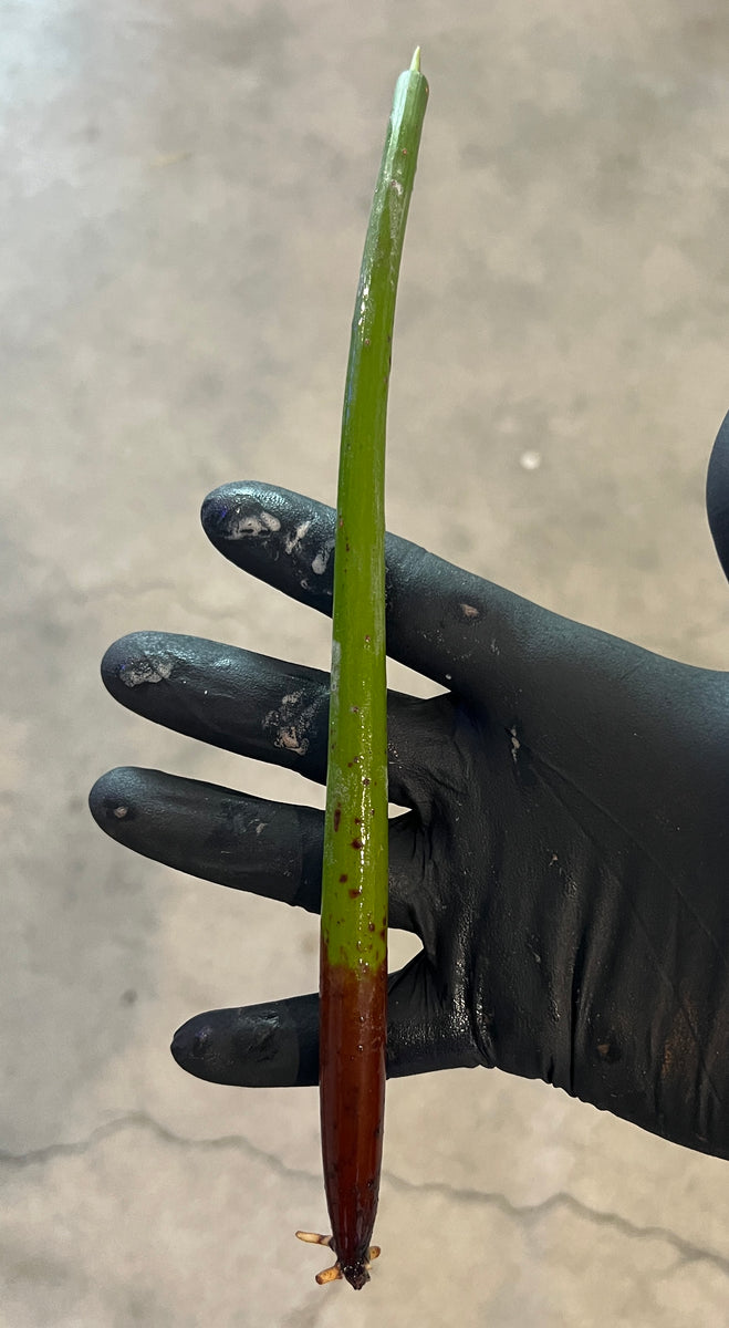 Red Mangrove Propagule – UniqueCorals