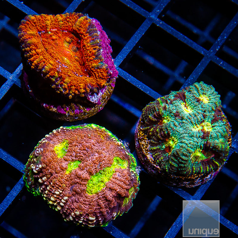 Frag Packs – UniqueCorals