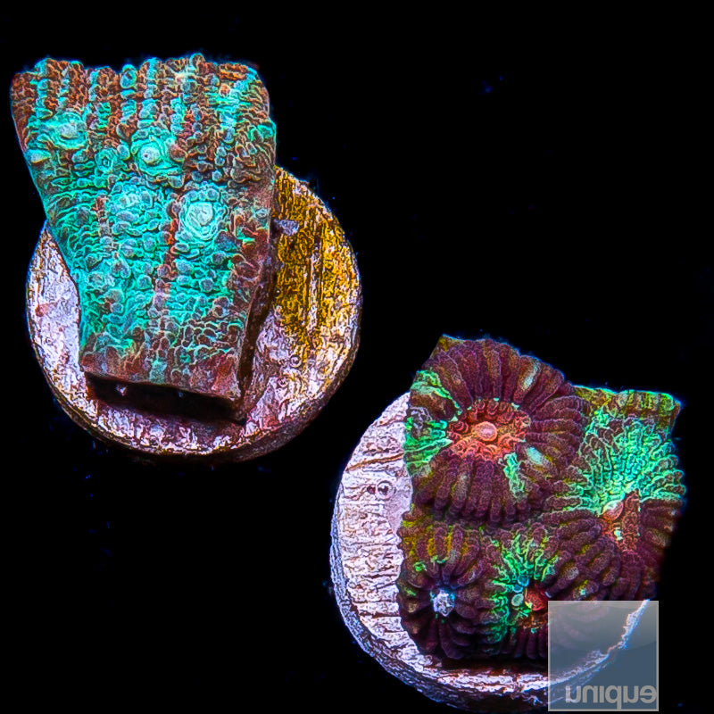 Frag Packs – UniqueCorals