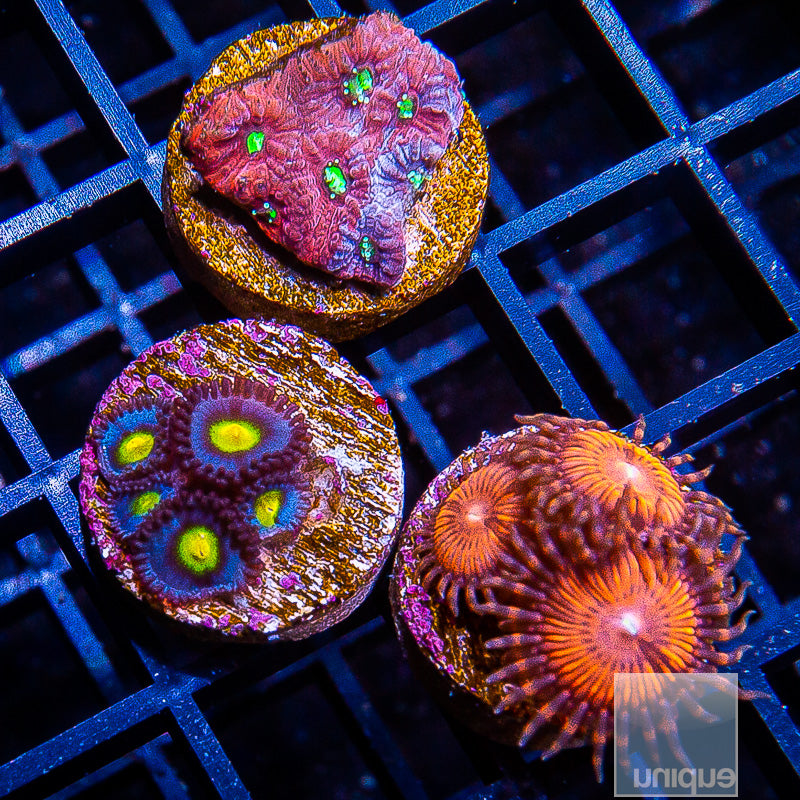 Frag Packs – UniqueCorals