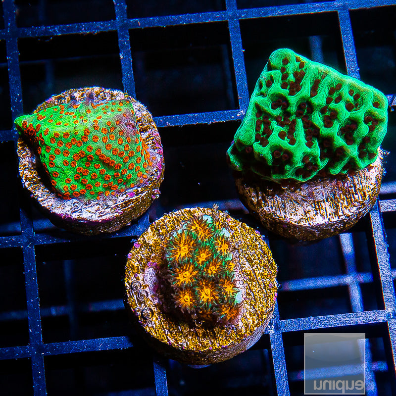 Frag Packs – UniqueCorals