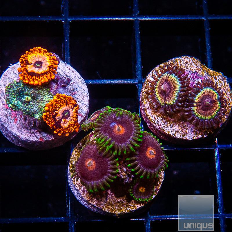 Frag Packs – UniqueCorals