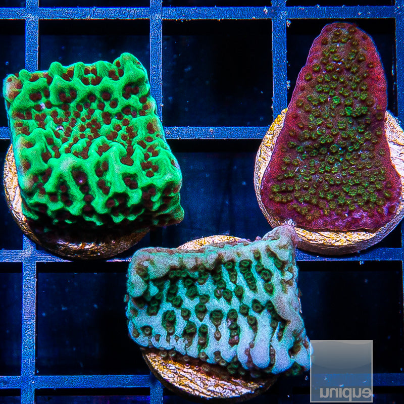 Frag Packs – UniqueCorals