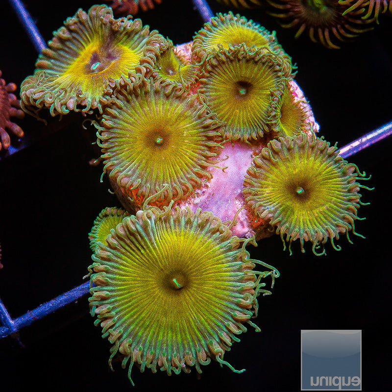 Zoas & Palys – UniqueCorals