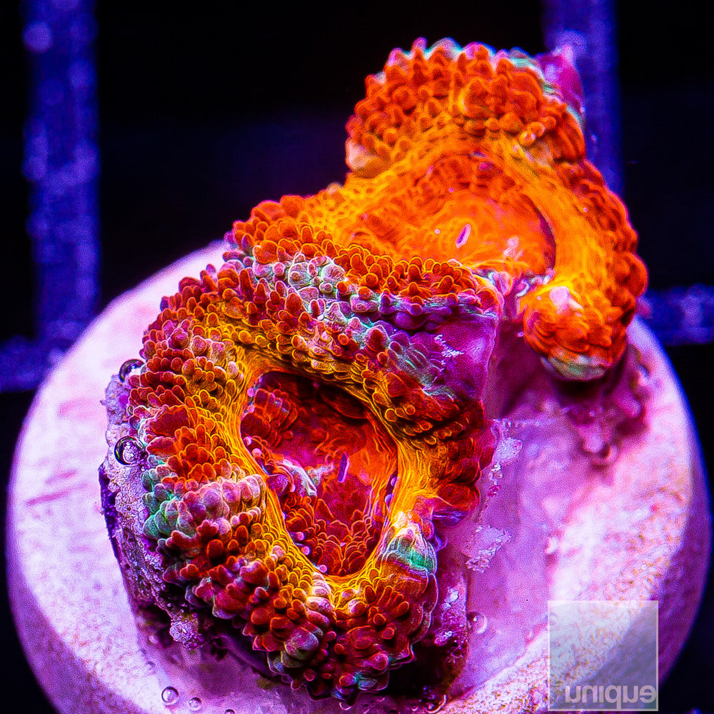 Premium Orange Acan Lord – UniqueCorals