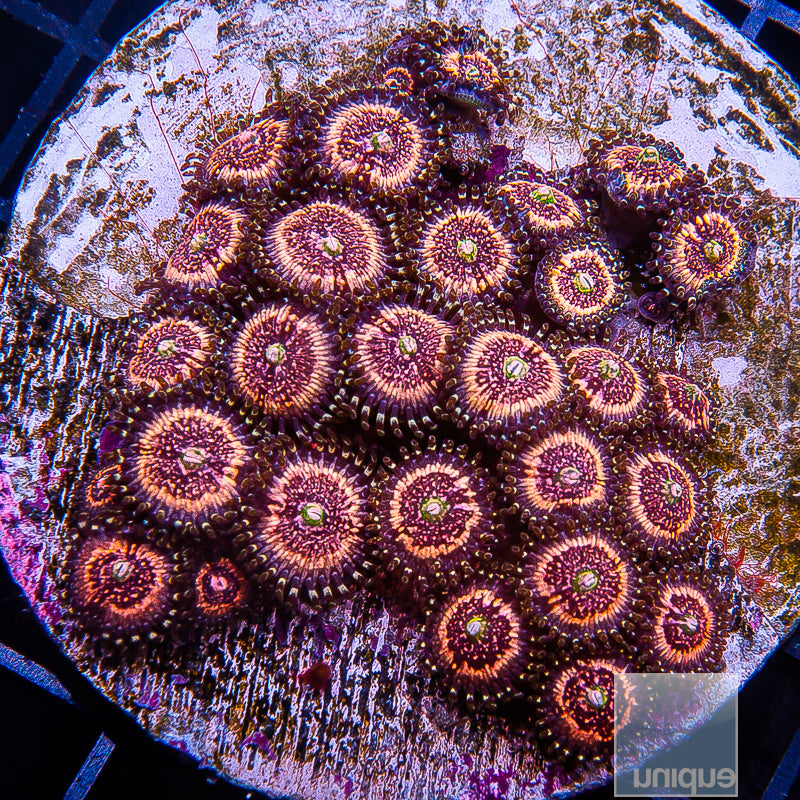 Pink Zipper Zoanthid-Stock Frag 3 Polyp – UniqueCorals