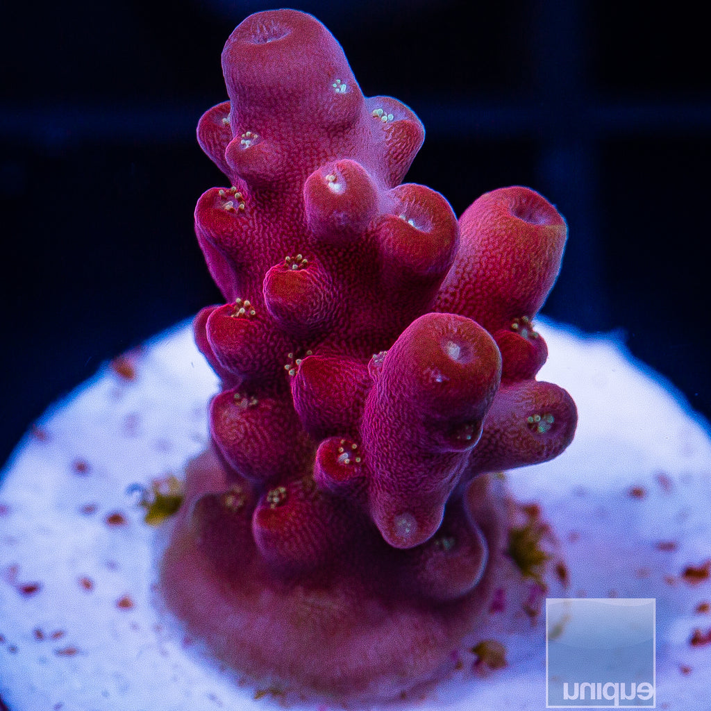 Coral – Page 2 – UniqueCorals