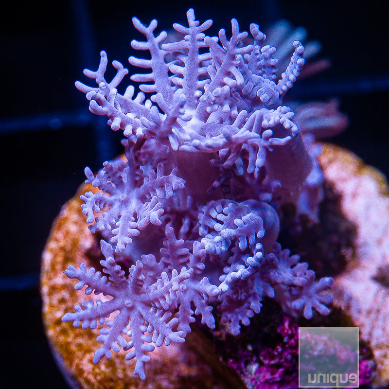 Coral – Page 2 – UniqueCorals