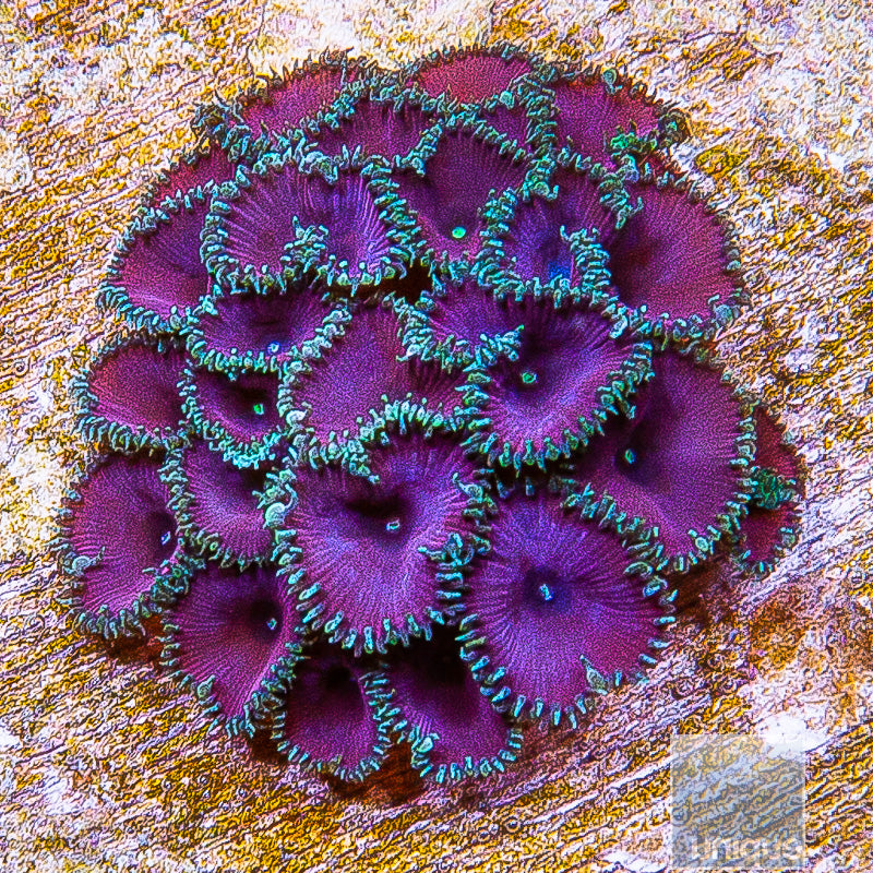 Purple Death Palythoa- Stock Frag 3 Polyp – UniqueCorals