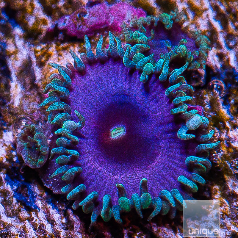 Zoas & Palys – UniqueCorals