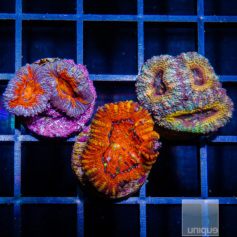 Frag Packs – UniqueCorals