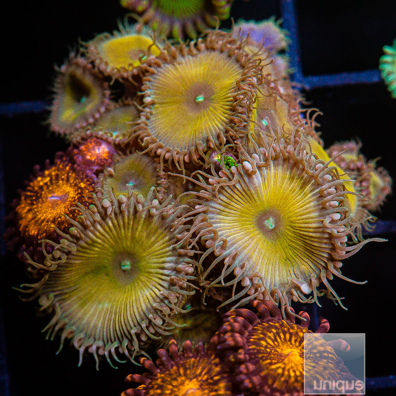 Zoas & Palys – UniqueCorals