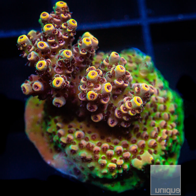 Coral – Page 2 – UniqueCorals