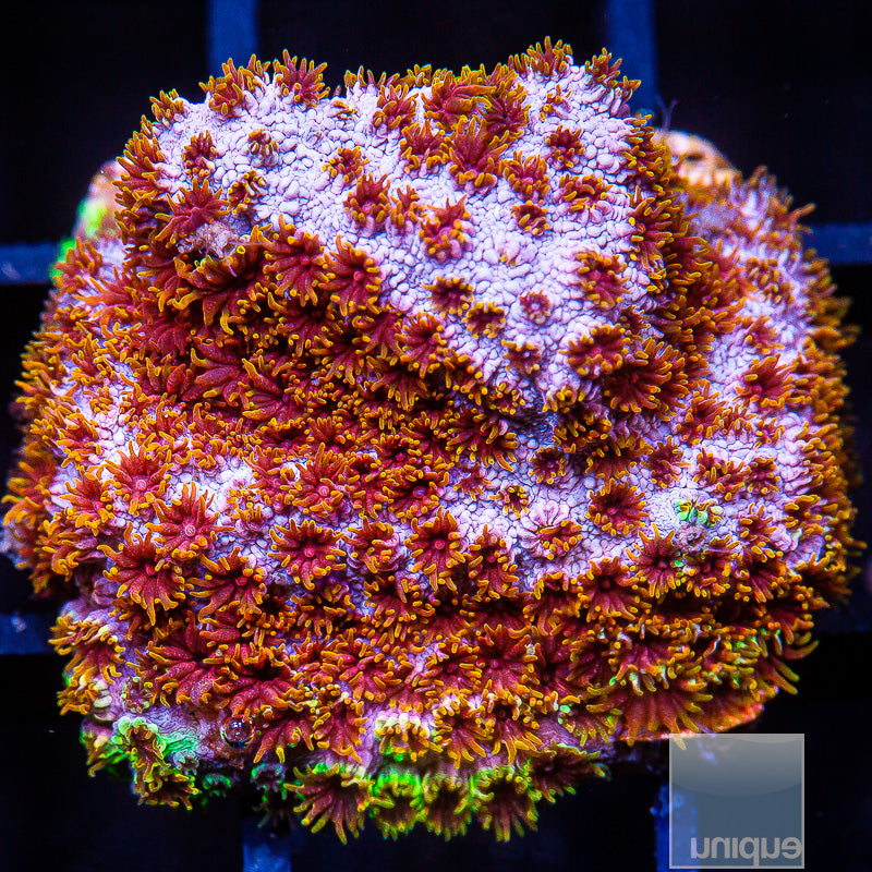 LPS – UniqueCorals