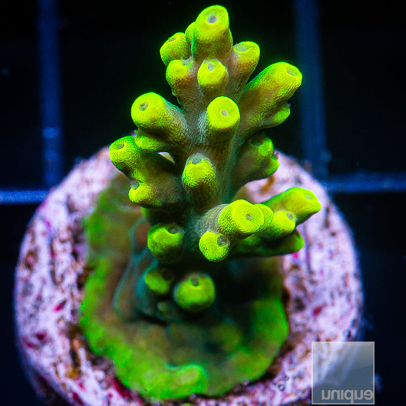 Coral – Page 2 – UniqueCorals