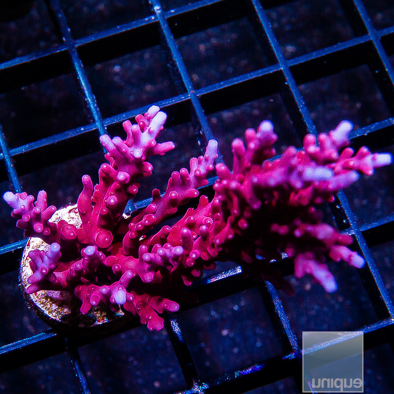 UC Signature- Red Dragon Acropora – UniqueCorals