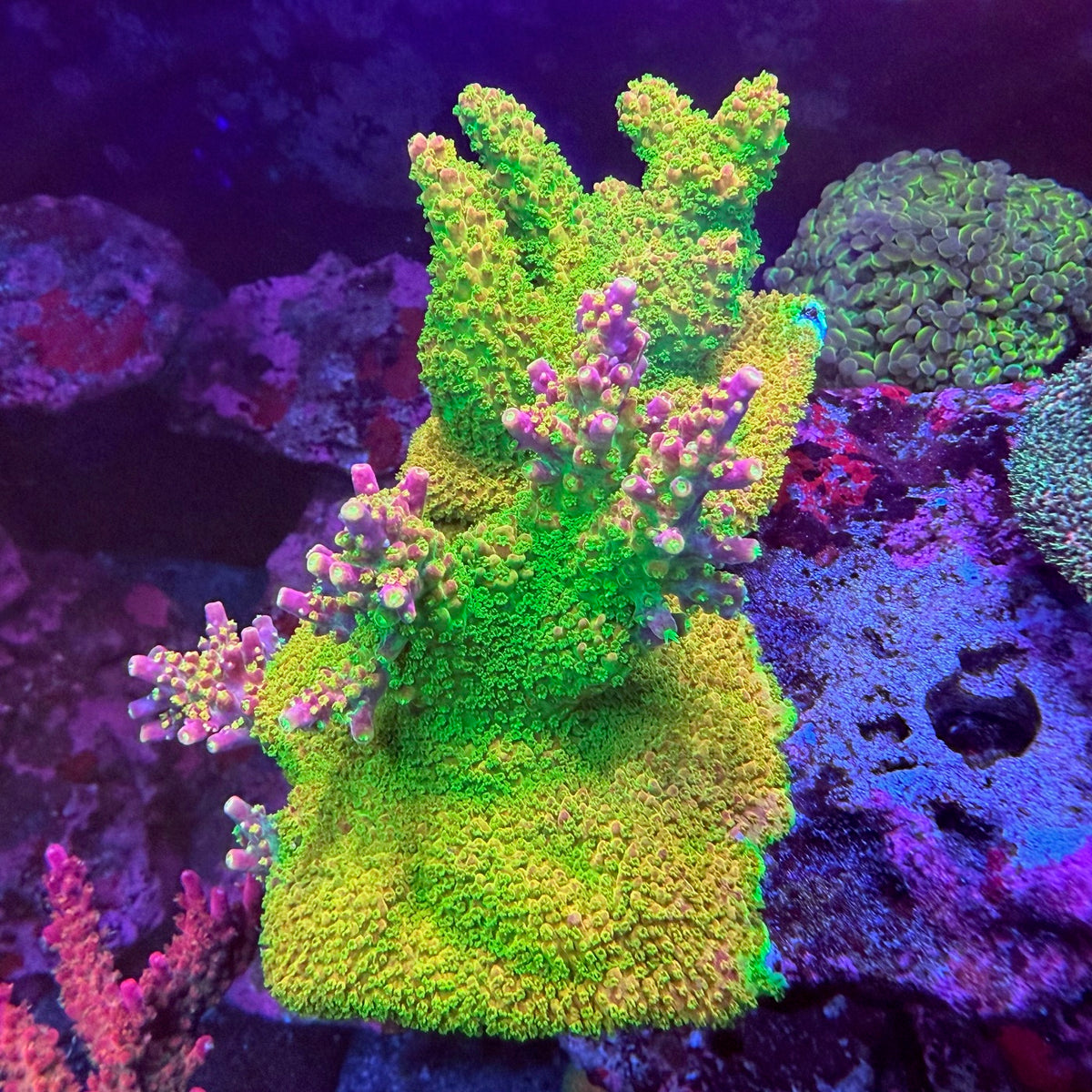 Paletta Pink Tip Acropora (AKA Rainbow Loom) – UniqueCorals