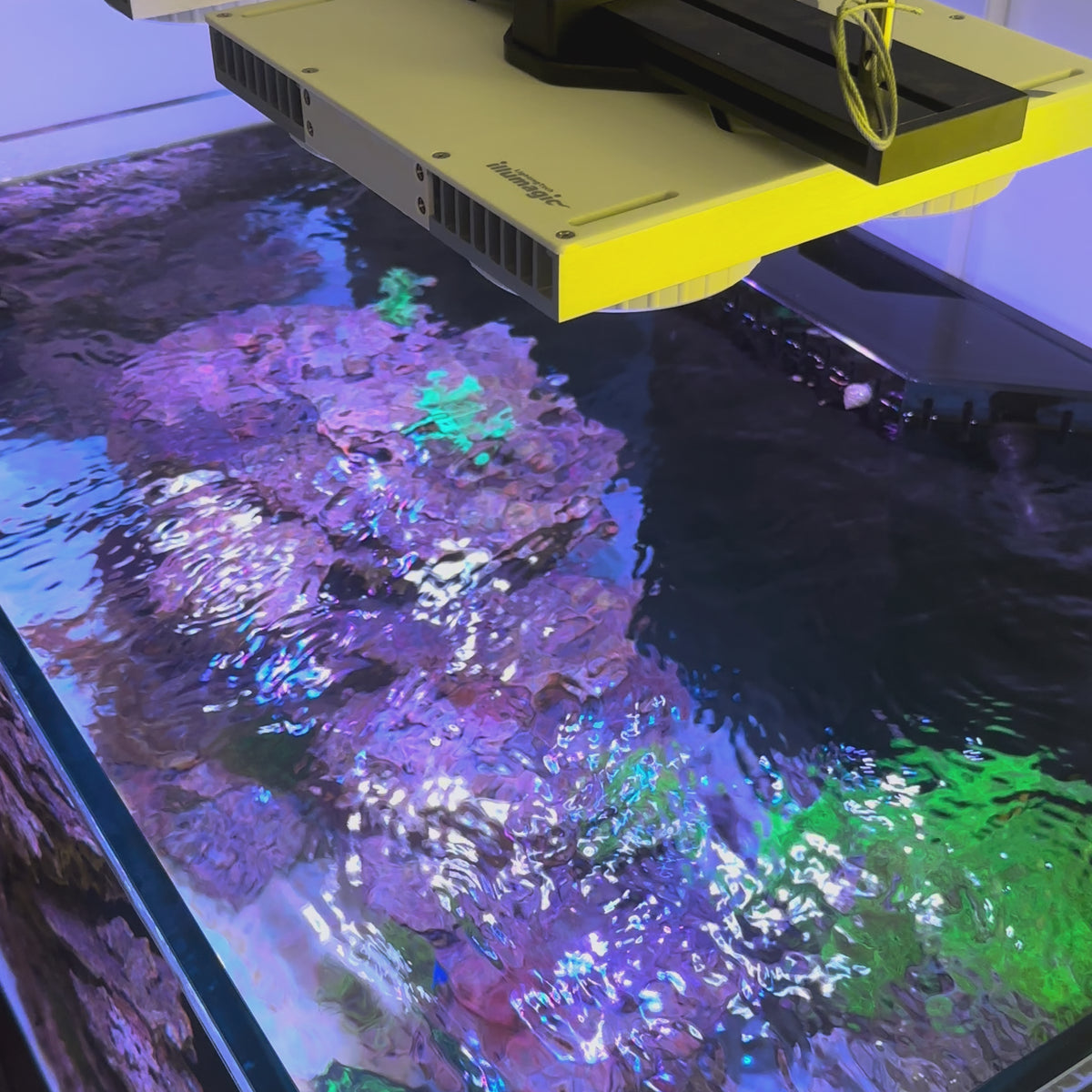 Panta Surge 75. (special order item) – UniqueCorals