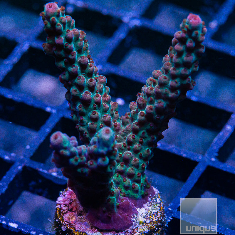 Red Robin Acropora-WYSIWYG – UniqueCorals