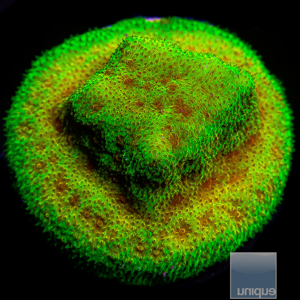 Unique Corals Sprite Leptastrea Frag – UniqueCorals