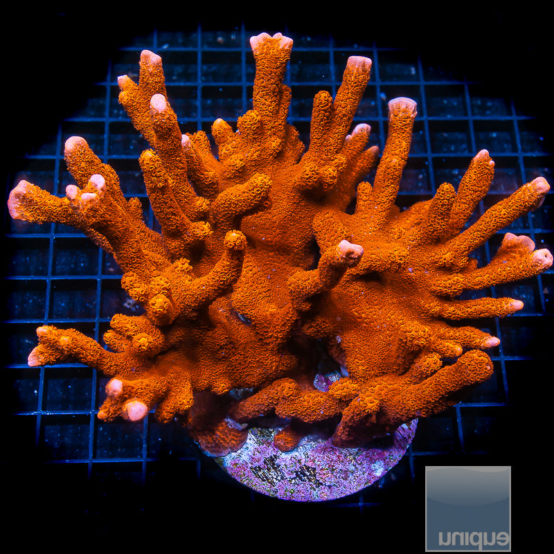 Montipora digitata sp- Burnt Orange Digitata- 3/4"-1" Stock Frag ...