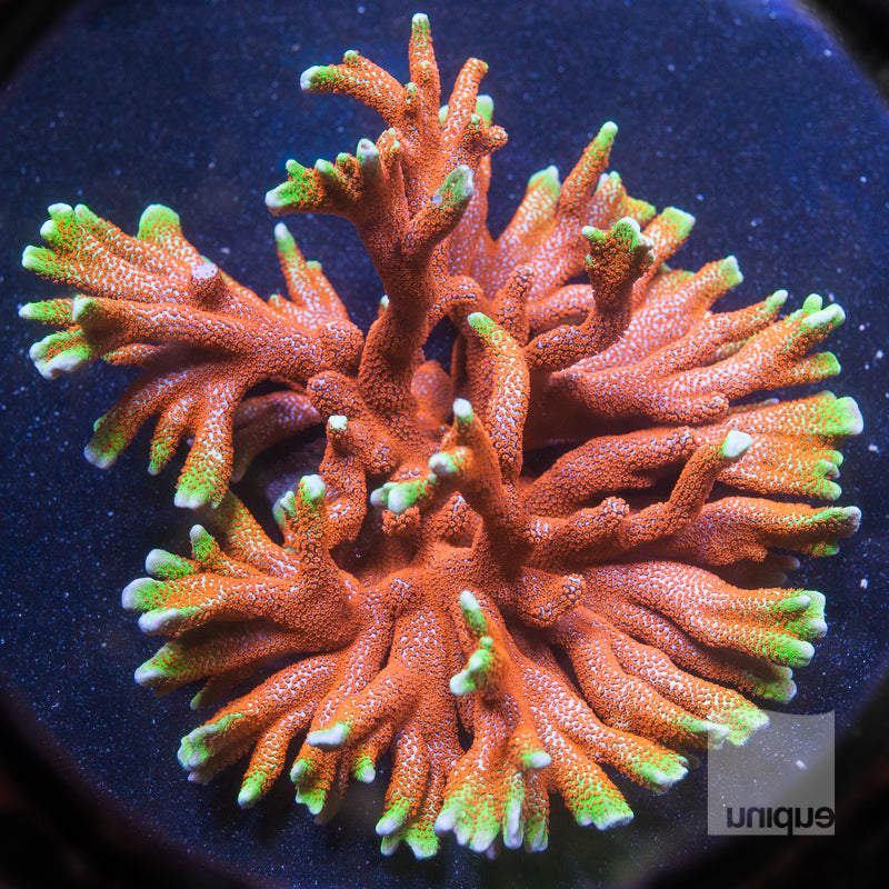 Montipora digitata Bubblegum-Stock Frag – UniqueCorals