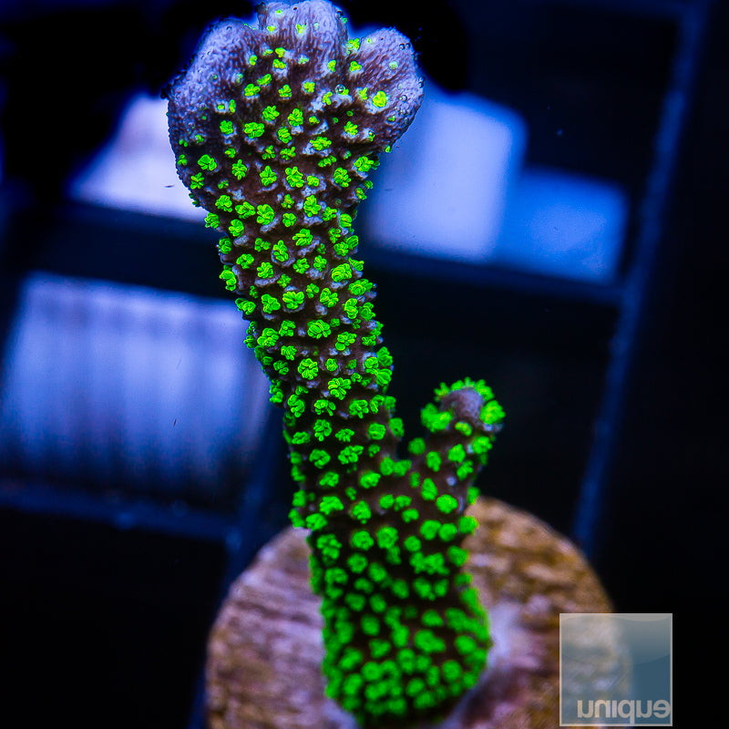 Unique Corals Neon Polyp Digi- Stock Frag – UniqueCorals
