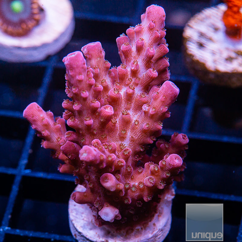 Acropora sp. UC Red Slimer- 3/4"-1" Stock Frag – UniqueCorals